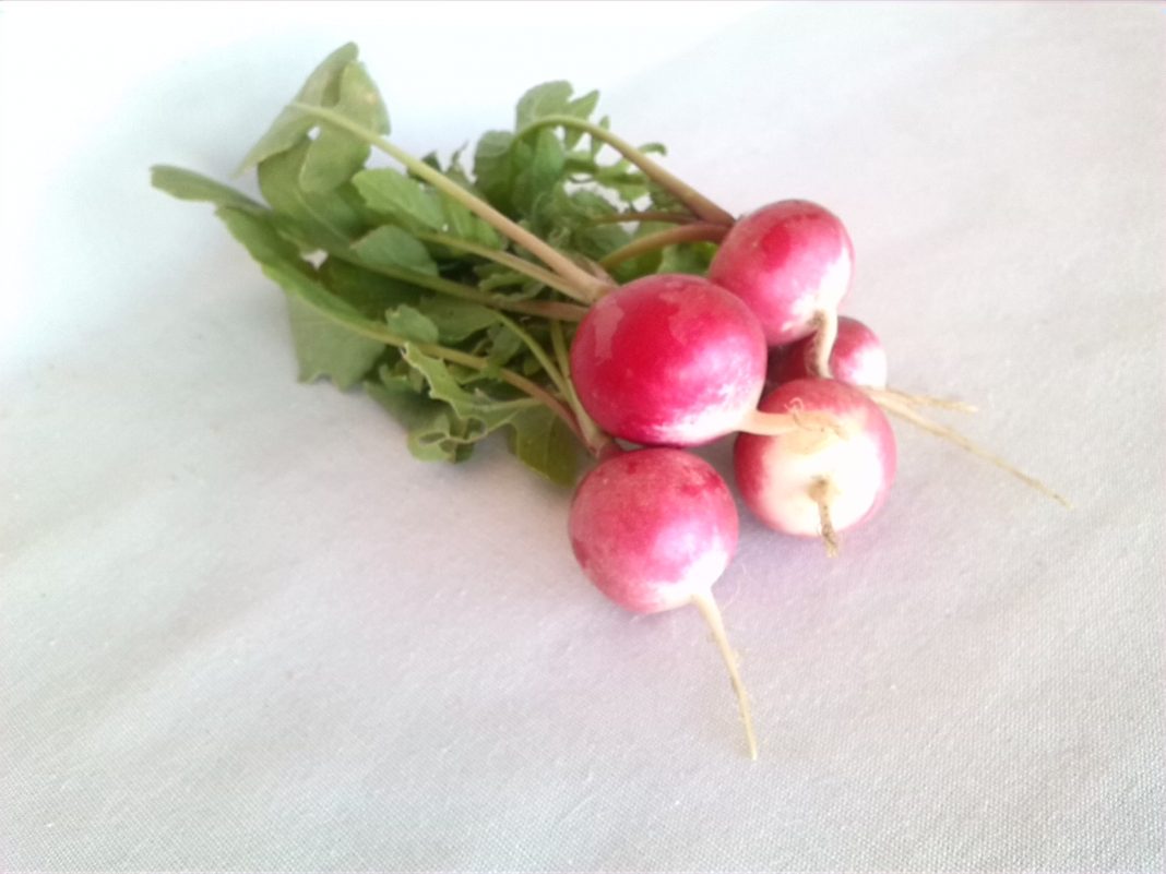 Rabano propiedades y beneficios - Dietas deportivas