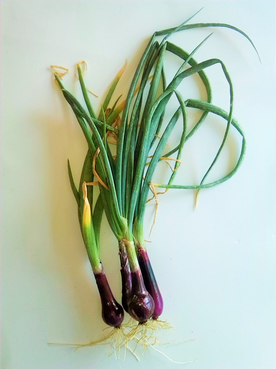 Chalota propiedades y beneficios - Dietas deportivas